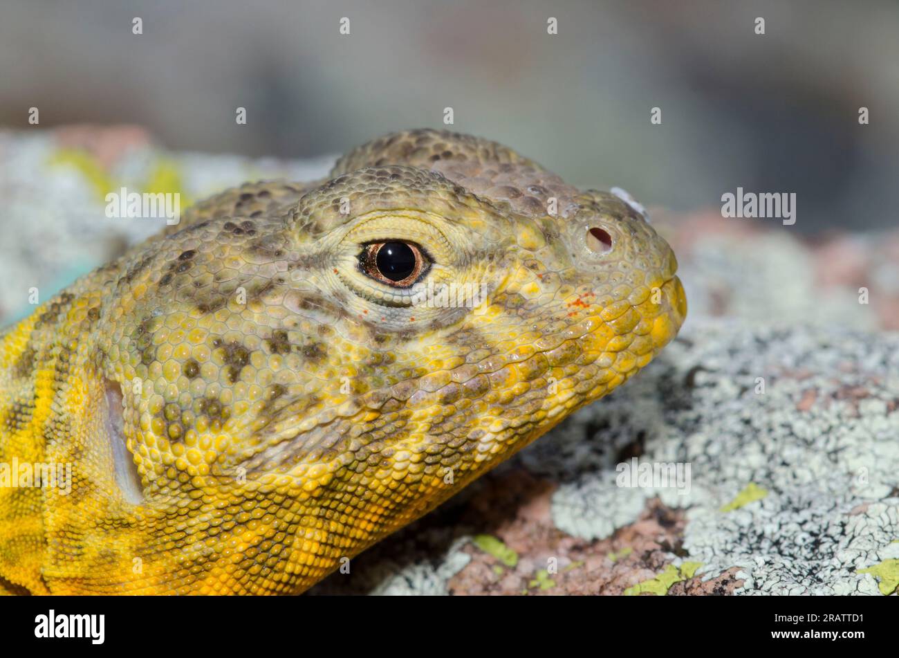 Yellow headed collared lizard hi-res stock photography and images - Alamy