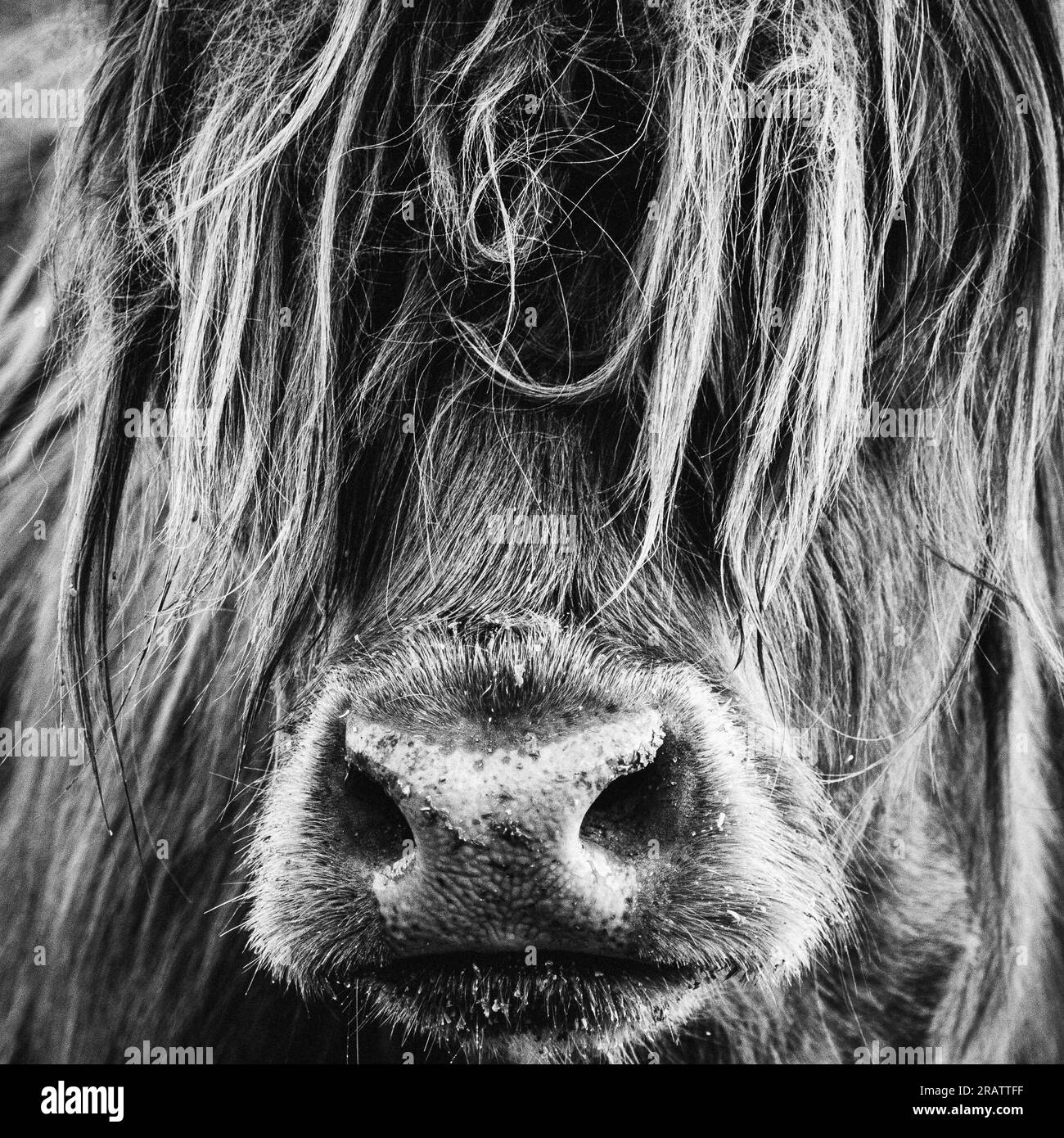 Red squirrels scotland highland hi-res stock photography and images - Alamy