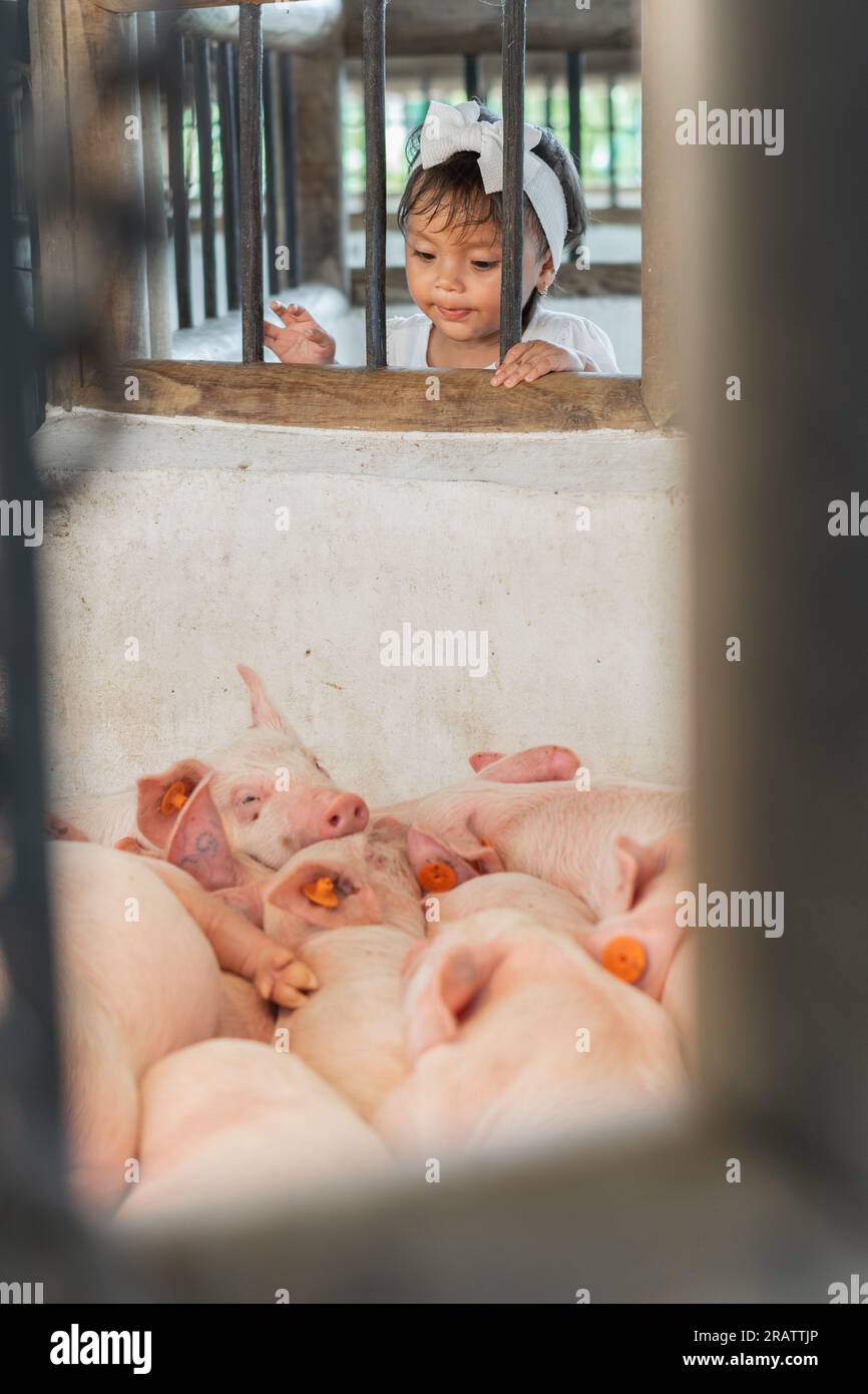 Little brunette Latina girl, looking at the piglets sleeping confined ...