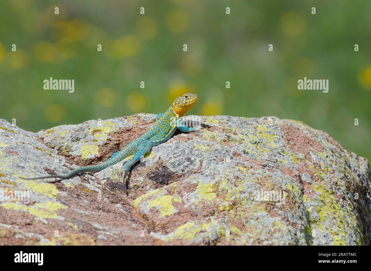 Eastern Collared Lizard, Crotaphytus collaris, male Stock Photo - Alamy
