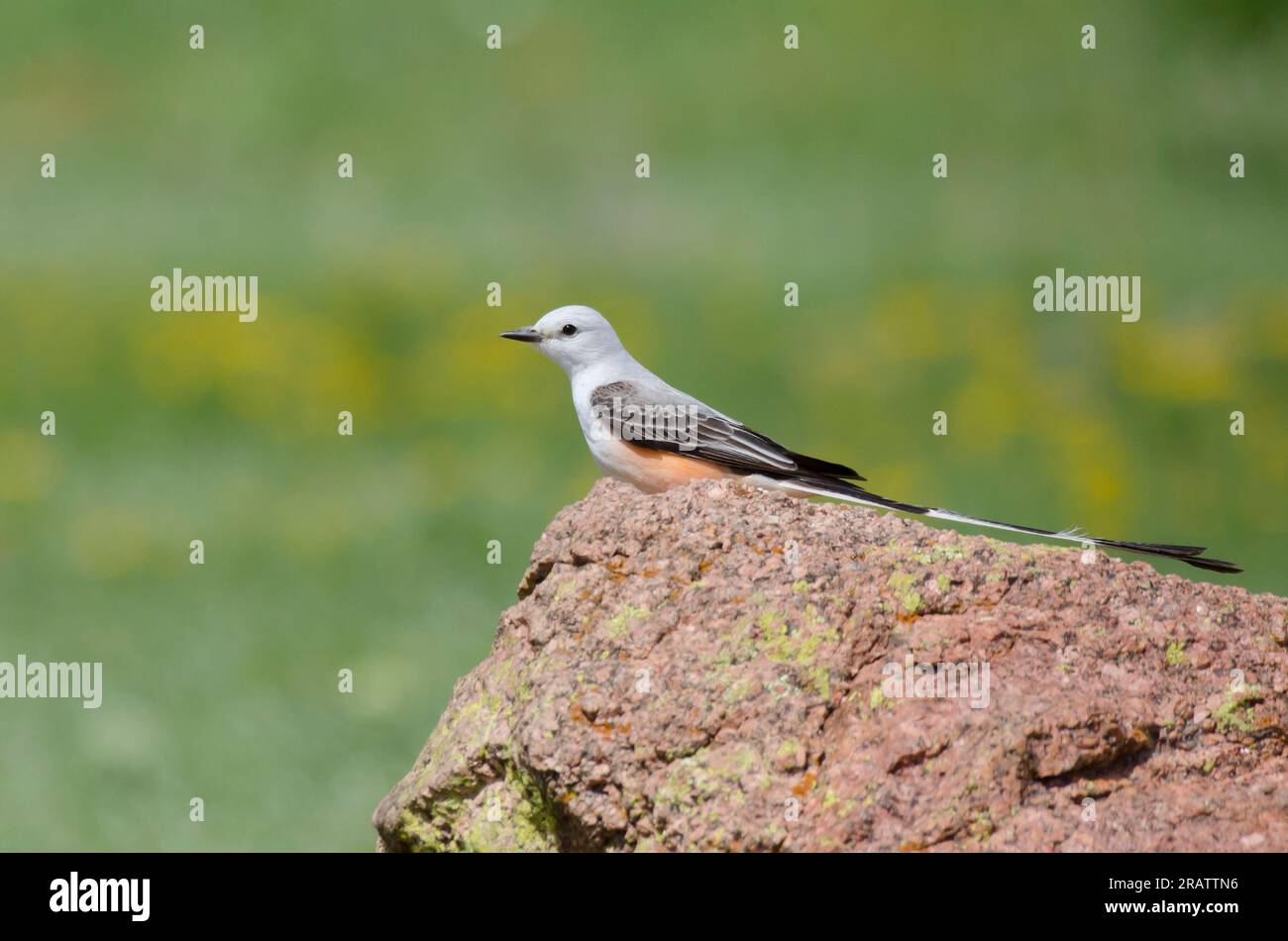 Scissor-tailed Flycatcher, Tyrannus forficatus Stock Photo - Alamy