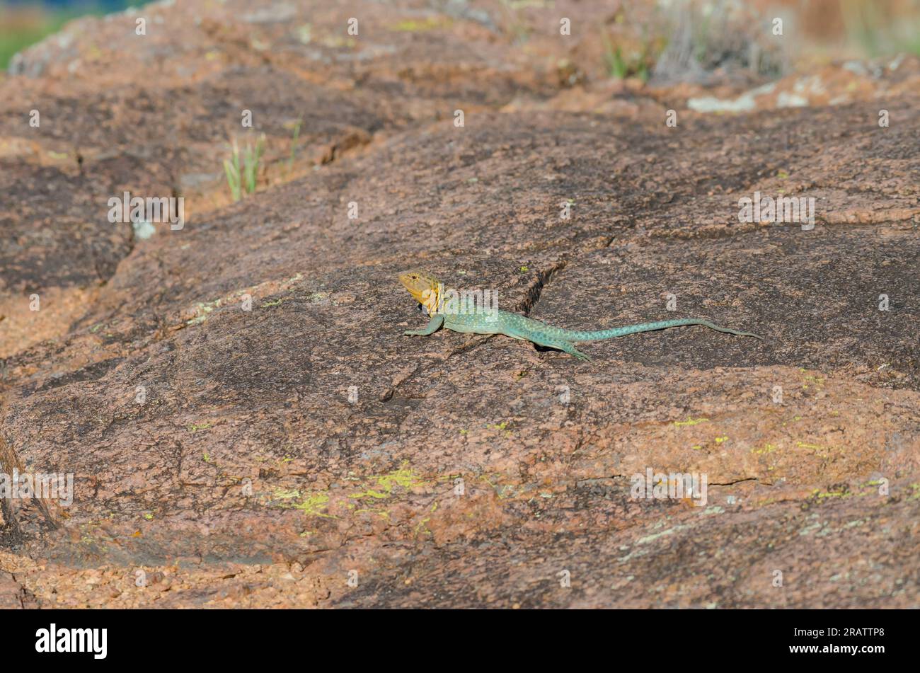 Yellow headed collared lizard hi-res stock photography and images - Alamy