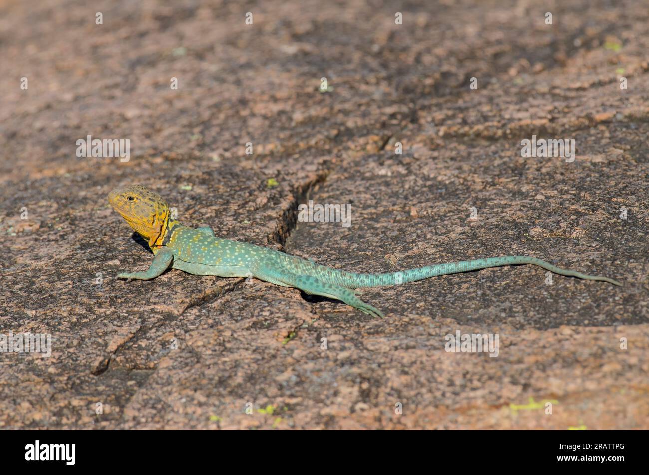 Yellow headed collared lizard hi-res stock photography and images - Alamy