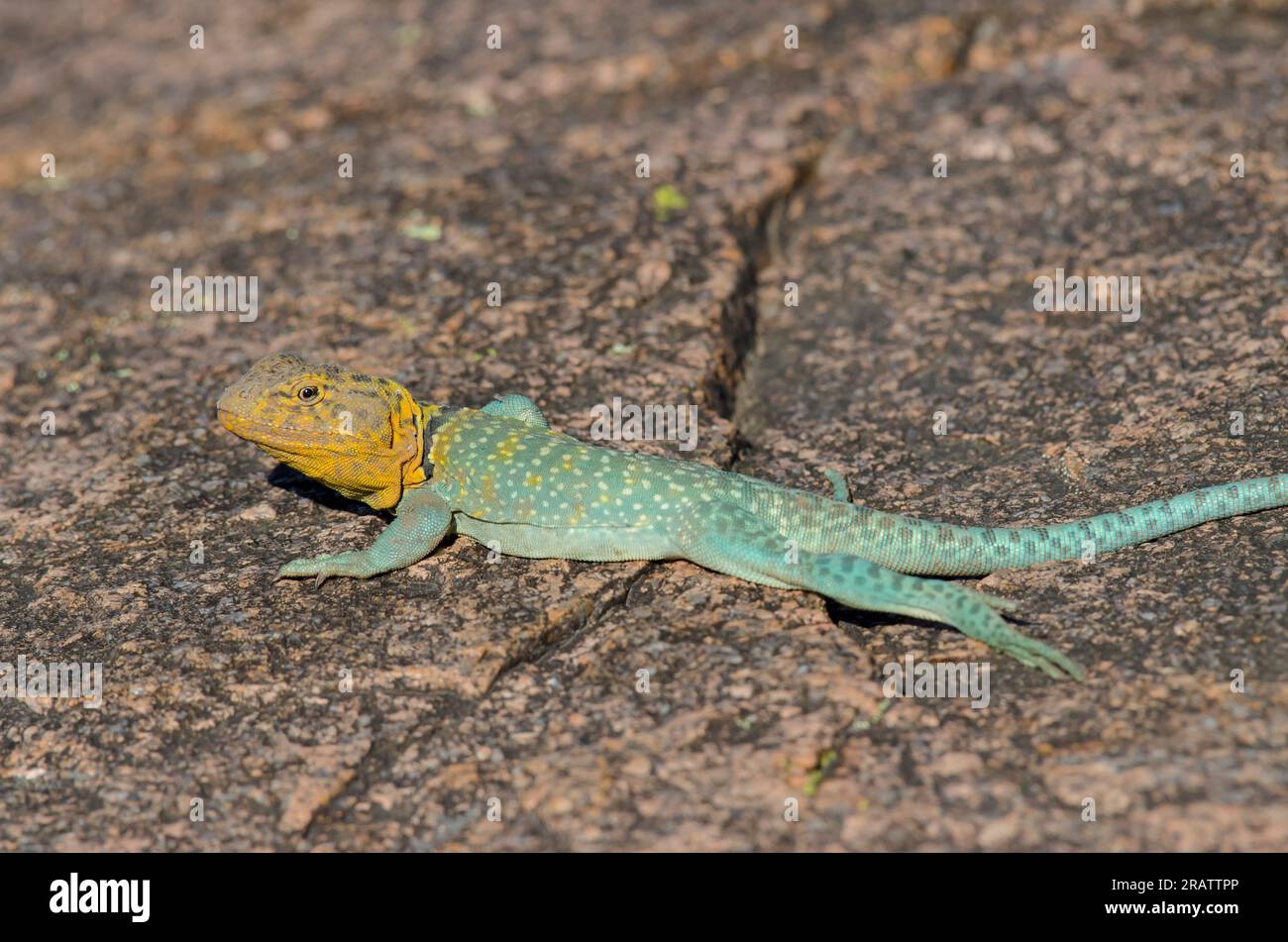 Eastern Collared Lizard, Crotaphytus collaris, male Stock Photo - Alamy