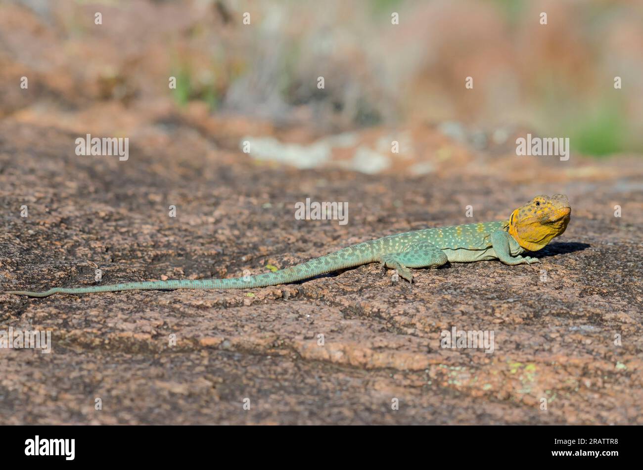 Eastern Collared Lizard, Crotaphytus collaris, male Stock Photo - Alamy