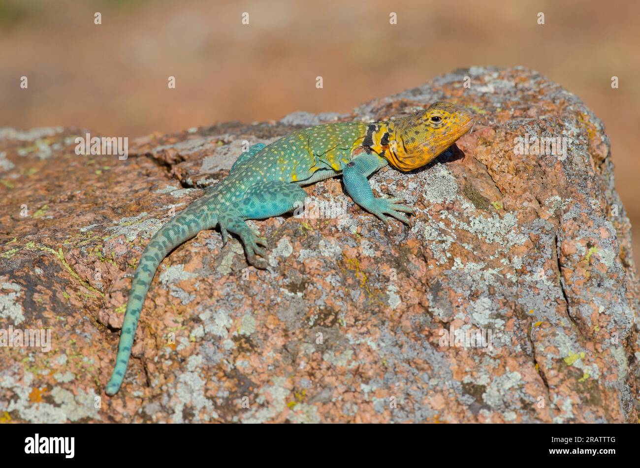 Eastern Collared Lizard, Crotaphytus collaris, male Stock Photo - Alamy