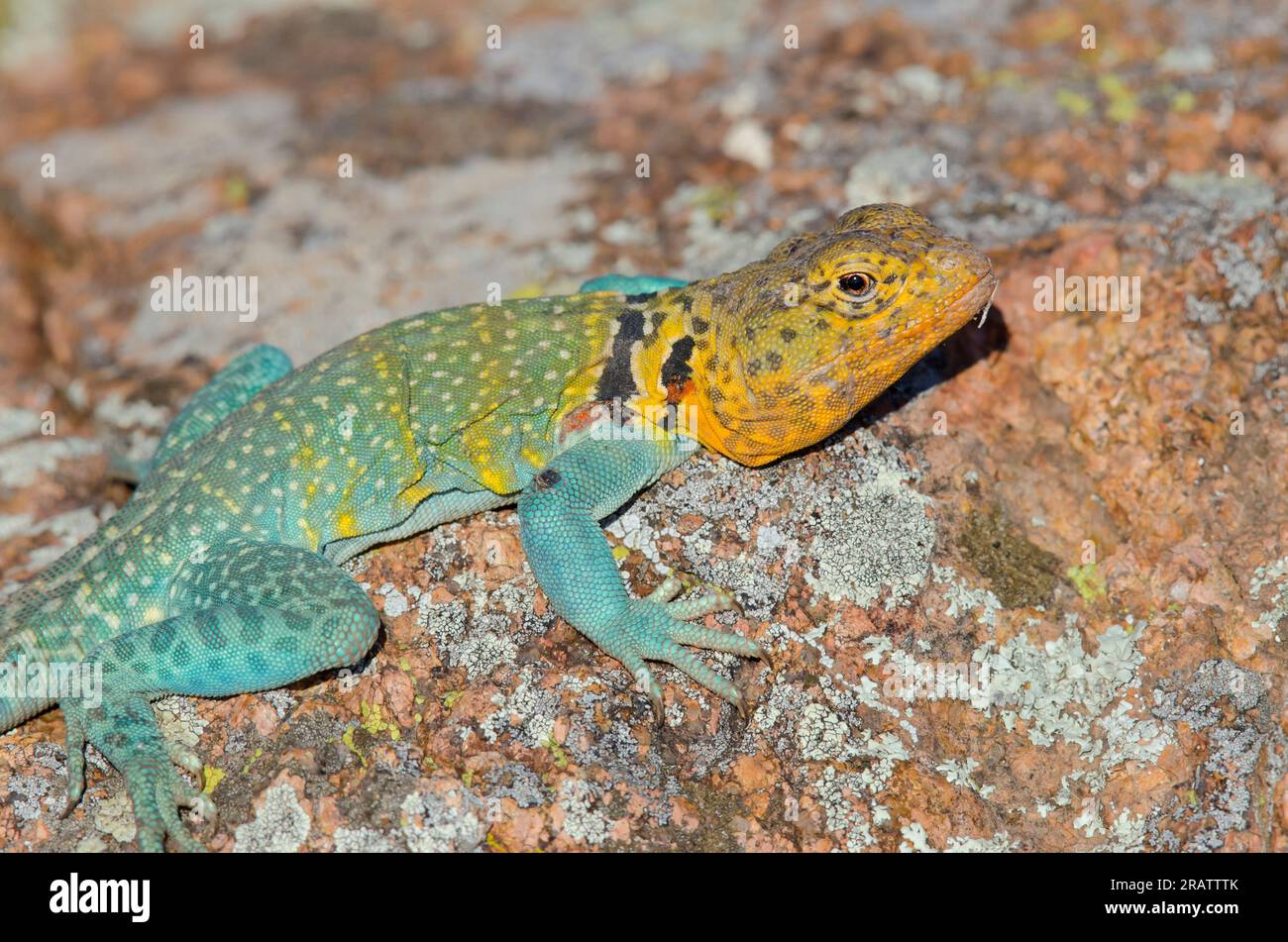 Eastern Collared Lizard, Crotaphytus collaris, male Stock Photo - Alamy
