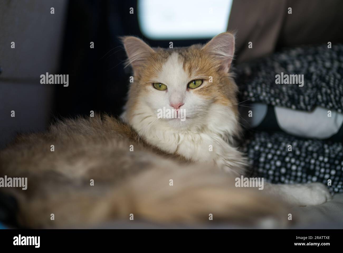 Siberian Cat Looking Out from Campervan Window in Denmark Stock Photo ...