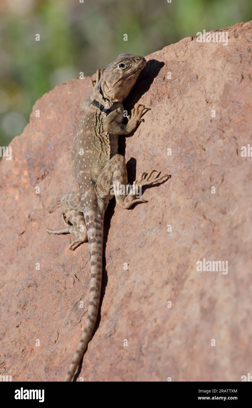 Yellow headed collared lizard hi-res stock photography and images - Alamy