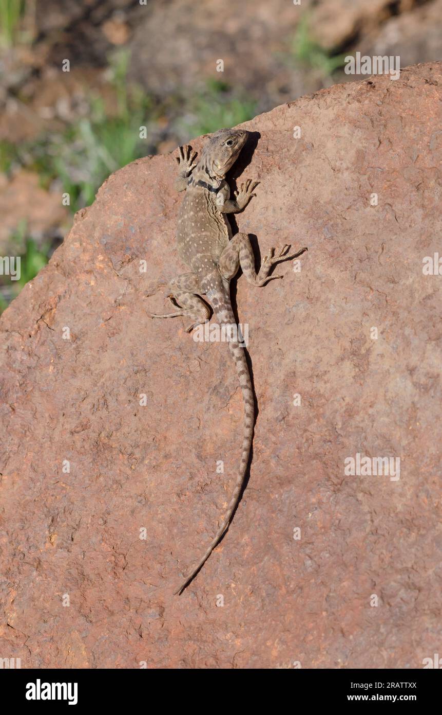 Yellow headed collared lizard hi-res stock photography and images - Alamy