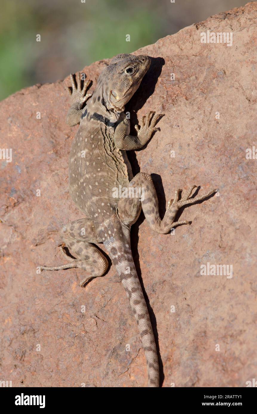 Eastern Collared Lizard, Crotaphytus collaris, juvenile Stock Photo - Alamy