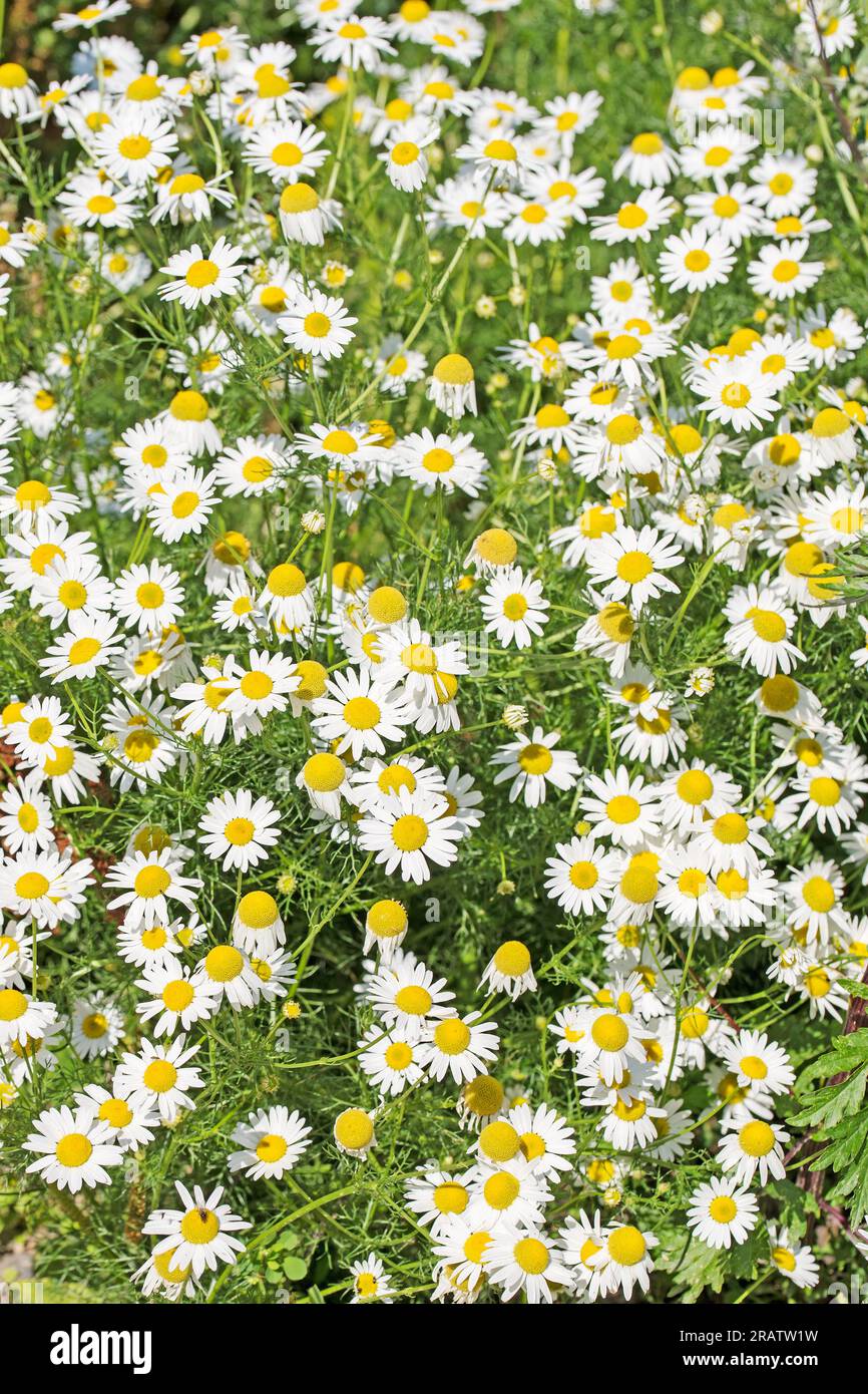 False chamomile hi-res stock photography and images - Alamy