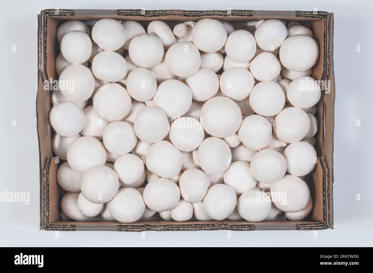 Bulk Large White Mushrooms 5 lb. Overhead shot Stock Photo - Alamy