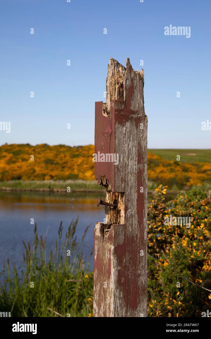 An old jagged wooden fence post set against the background of a river ...