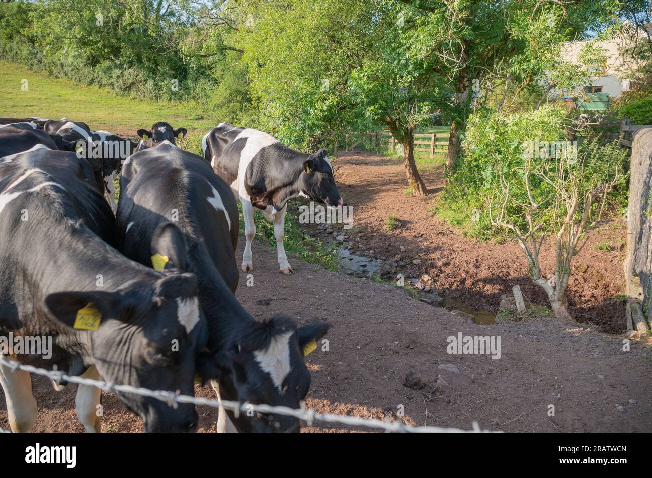 Poaching field cattle hi-res stock photography and images - Alamy