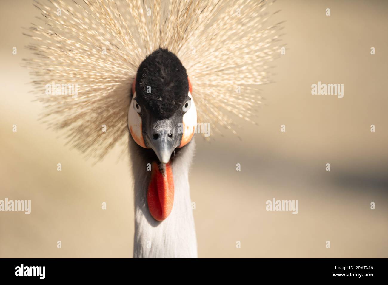 Graceful Stance: Photographing the Magnificent Grey Crowned Crane Stock ...