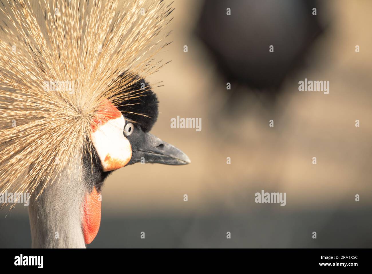 Grace Personified: The Grey Crowned Crane's Mesmerizing Aura Stock ...