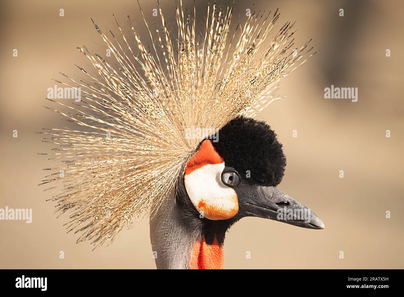 In the Realm of Nobility: The Grey Crowned Crane's Radiant Presence ...