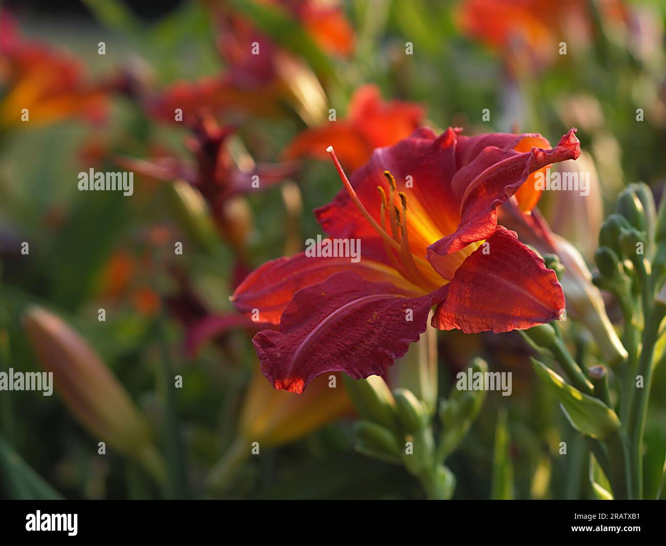 Romantic detail hi-res stock photography and images - Alamy