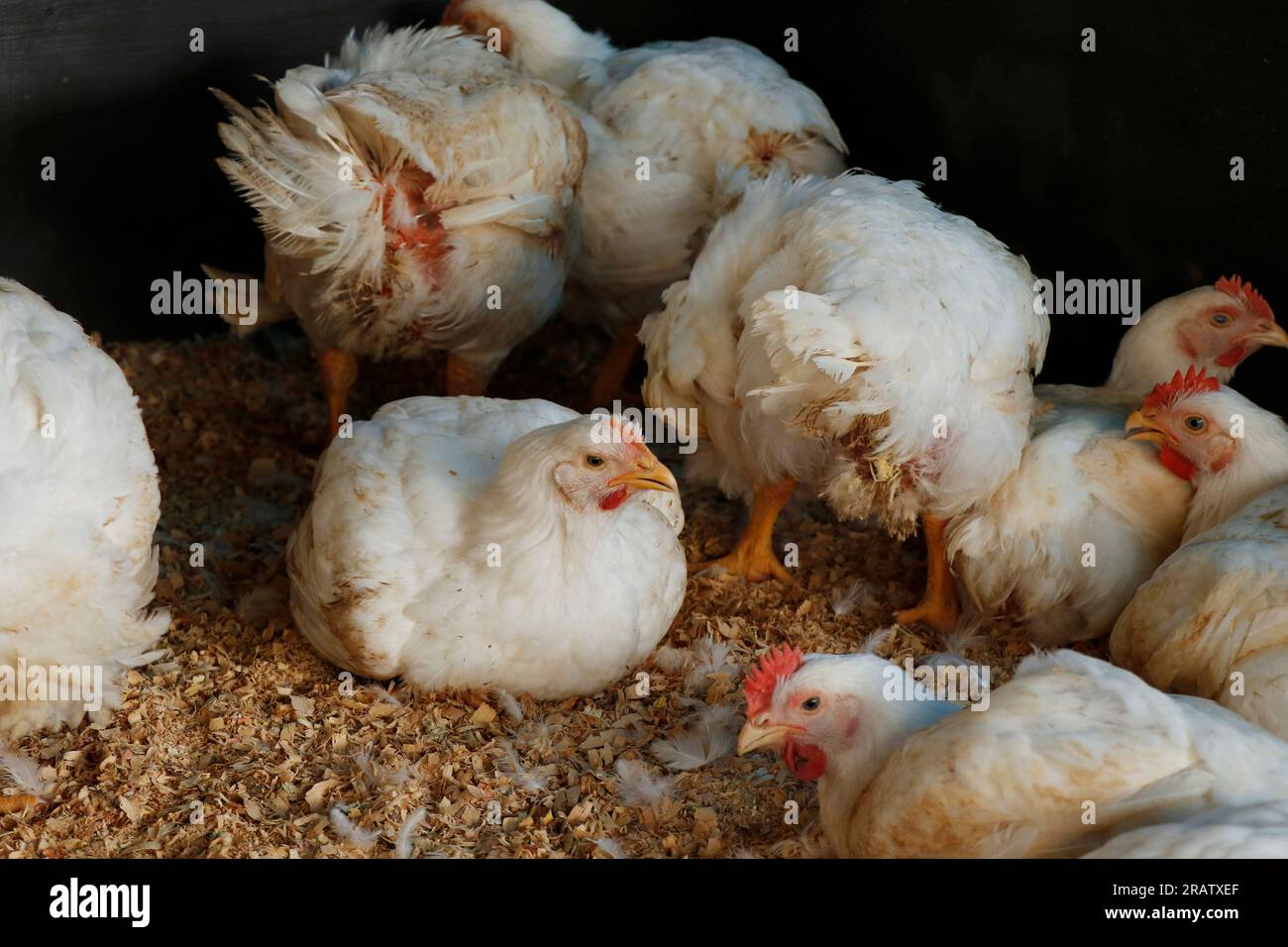 white broiler chicken in a cage for meat business Stock Photo - Alamy