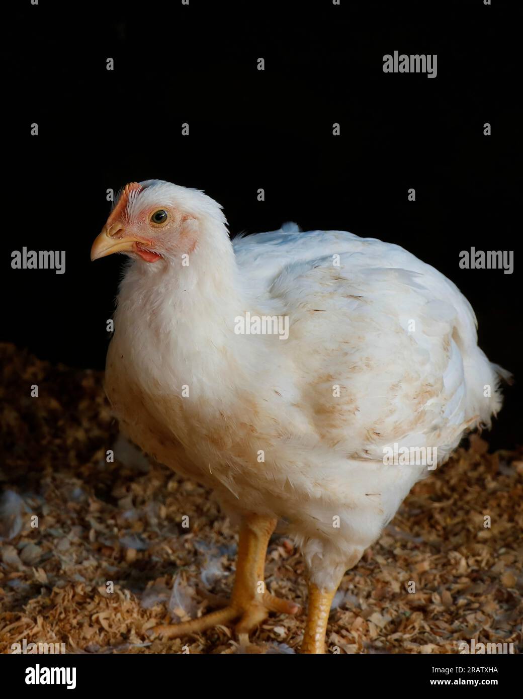 white broiler chicken in a cage for meat business Stock Photo - Alamy