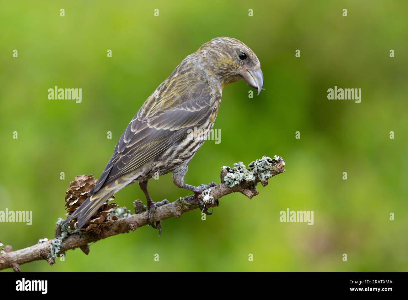 Juvenile common crossbill hi-res stock photography and images - Alamy