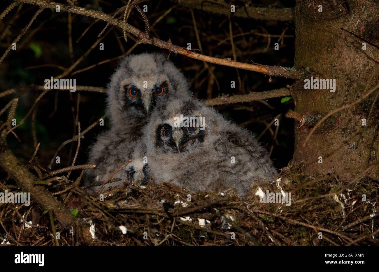 Long eared owl uk nest hi-res stock photography and images - Alamy