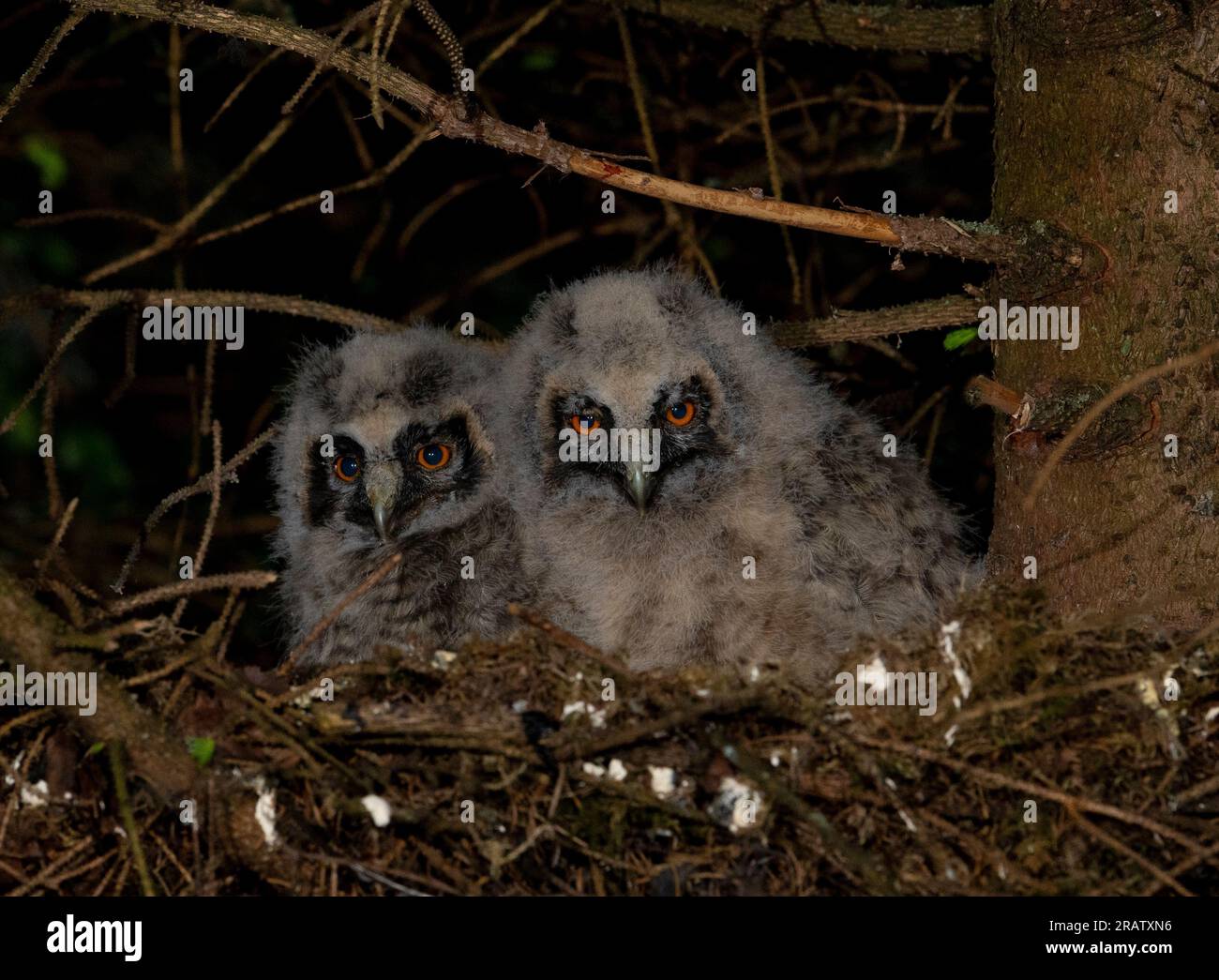 Asio otus long eared owl nest hi-res stock photography and images - Alamy