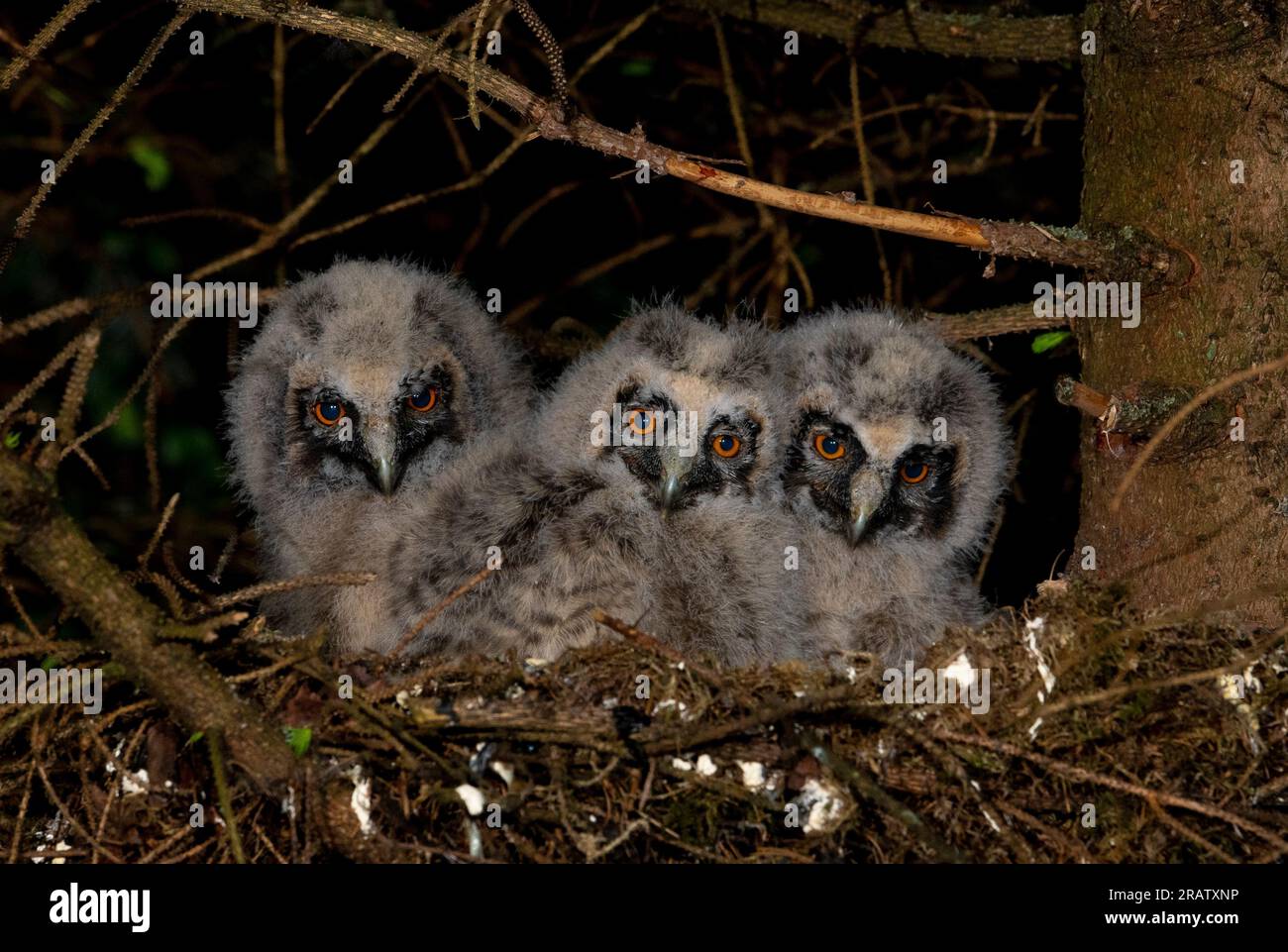 Long Eared Owl (Asio otus) chicks in a nest in a pine tree Stock Photo ...