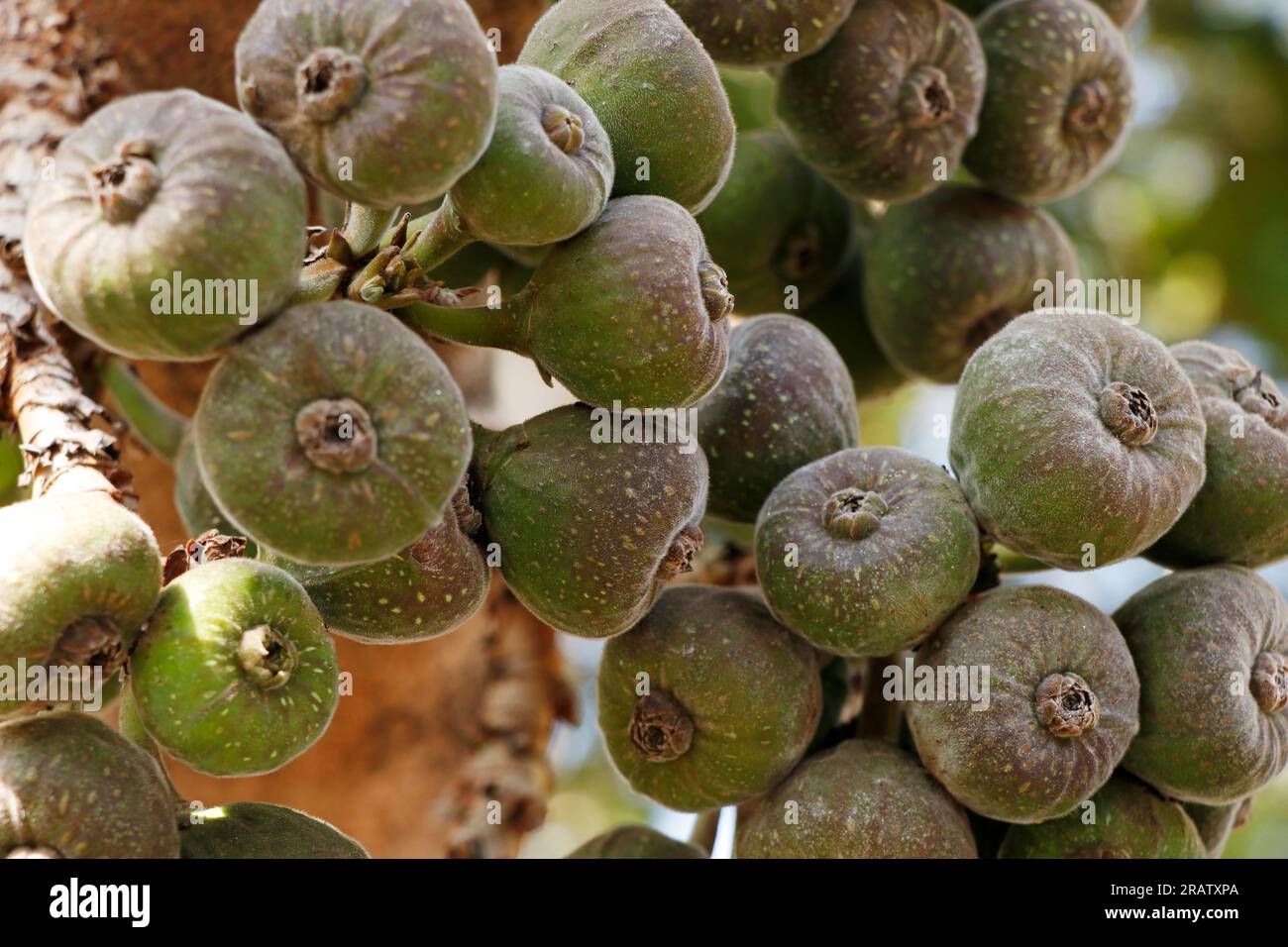 bunches of fresh organic fig fruits in a tree, is an edible fruit of ...