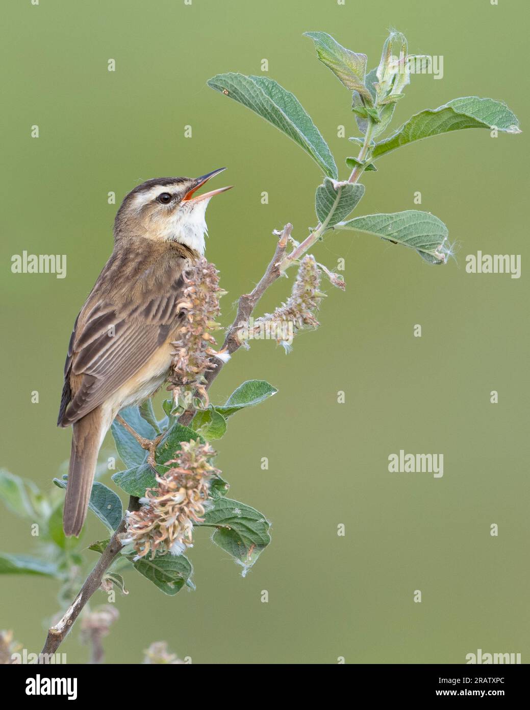 Sedge Warbler (Acrocephalus schoenobaenus) singing from willow England ...