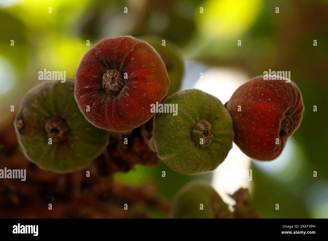 bunches of fresh organic fig fruits in a tree, is an edible fruit of ...