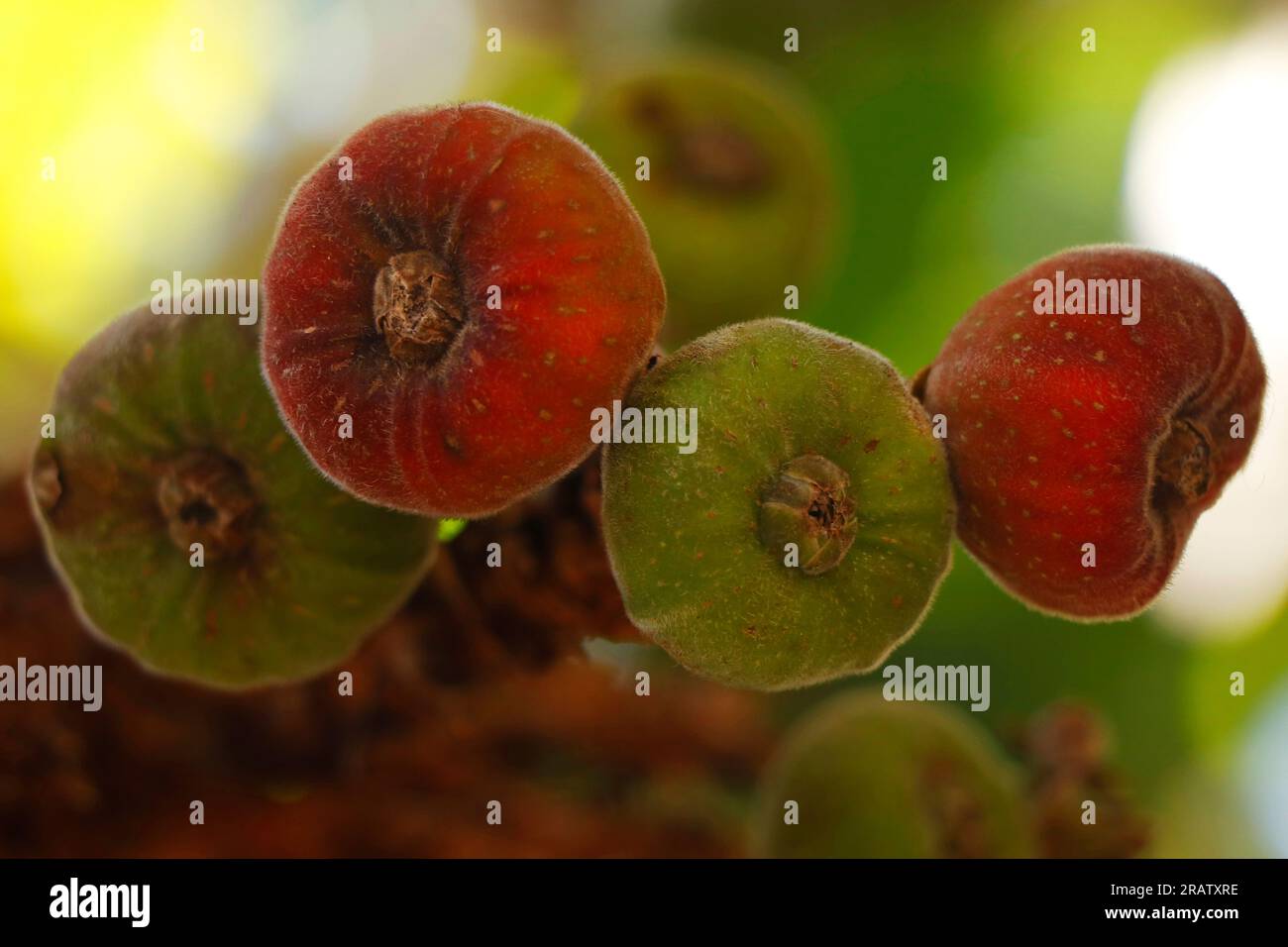 bunches of fresh organic fig fruits in a tree, is an edible fruit of ...