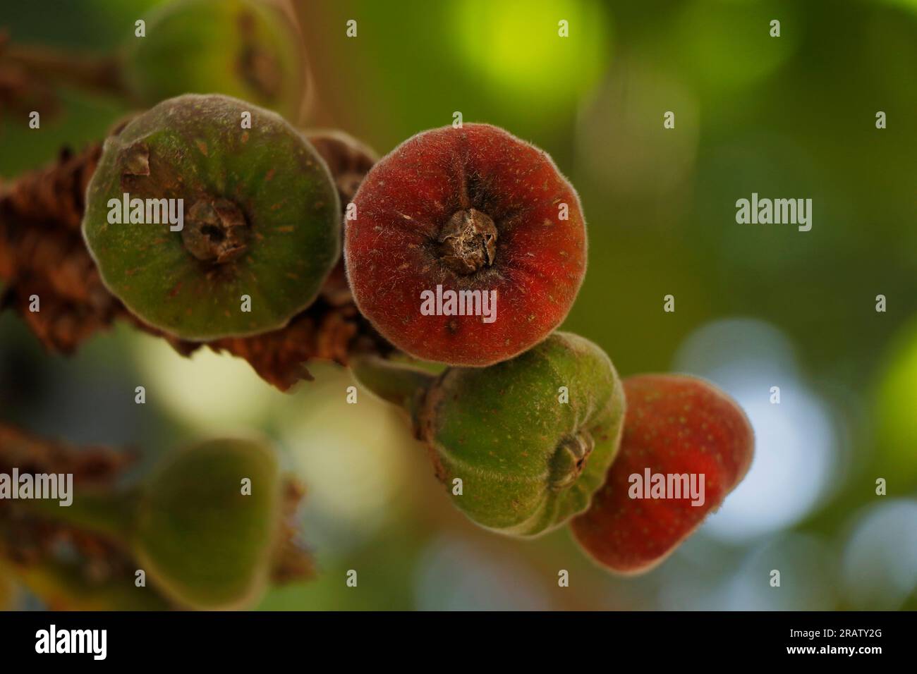 bunches of fresh organic fig fruits in a tree, is an edible fruit of ...