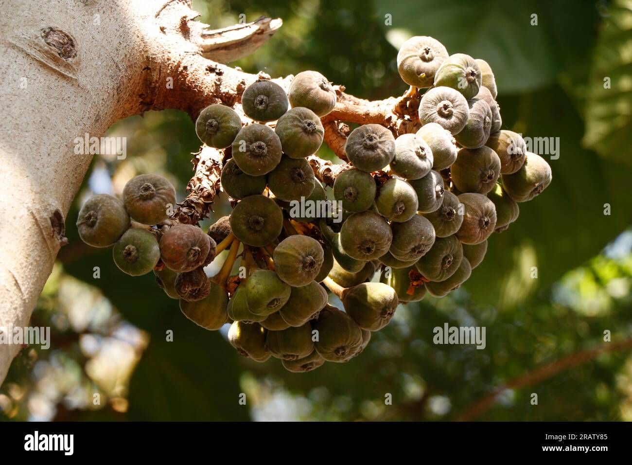 Ficus racemosa fruits hi-res stock photography and images - Alamy