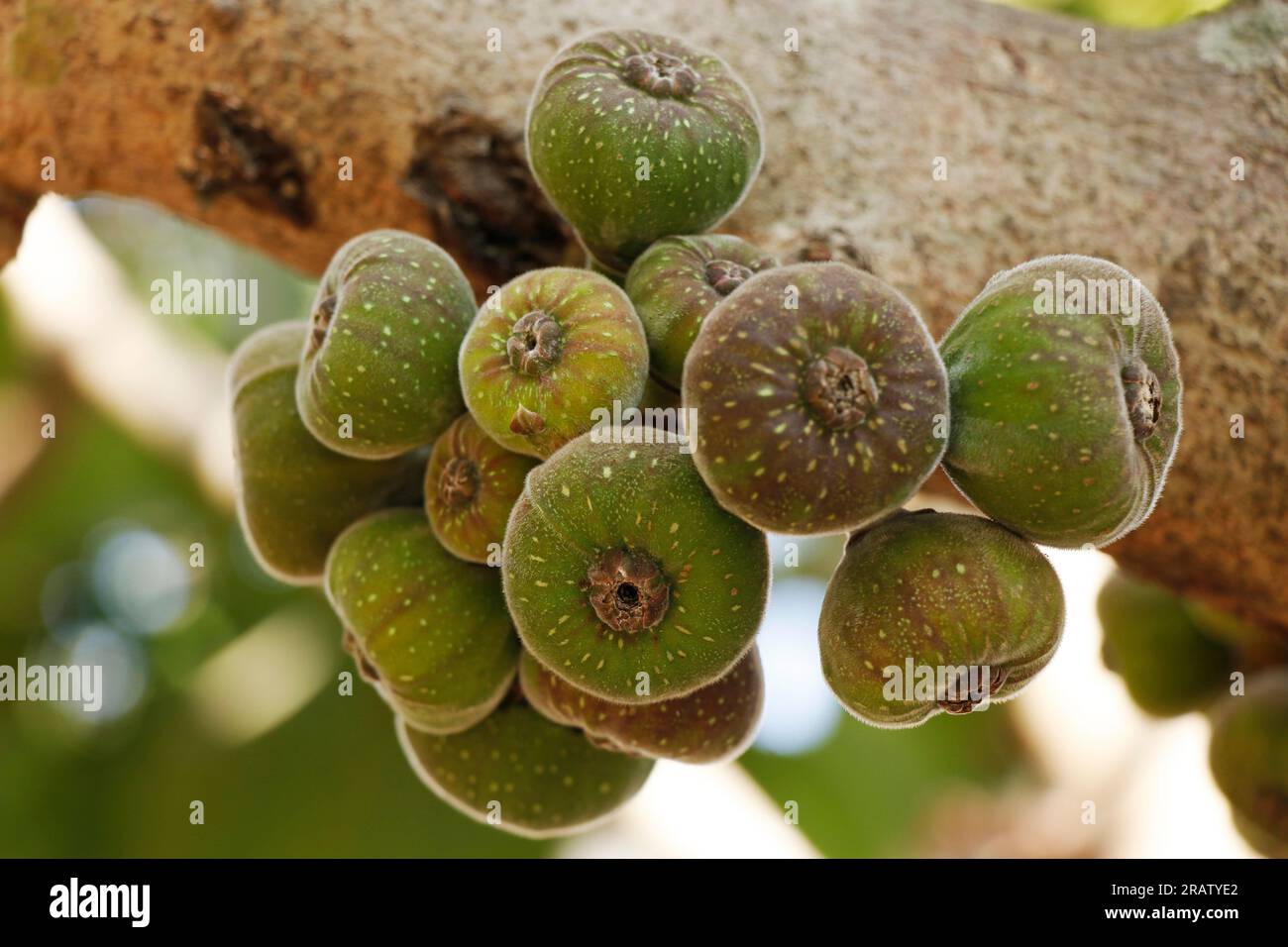 bunches of fresh organic fig fruits in a tree, is an edible fruit of ...