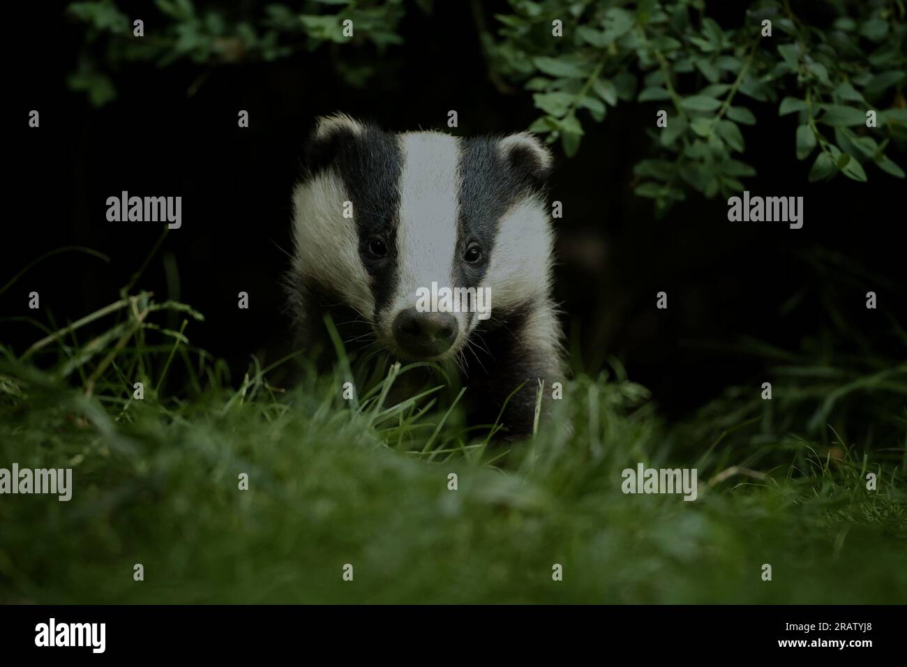 Hello grass hi-res stock photography and images - Alamy