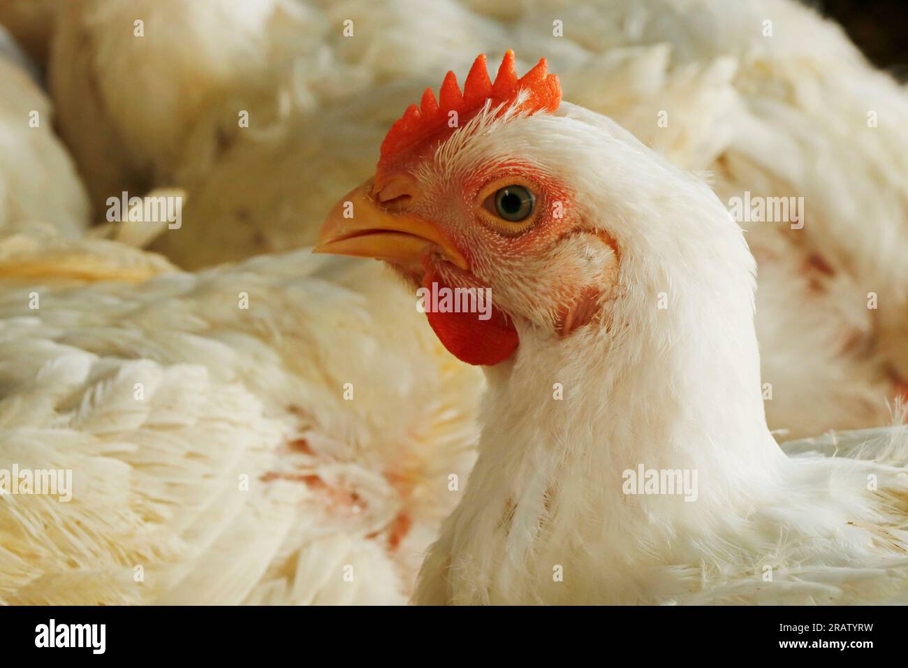 white broiler chicken in a cage for meat business Stock Photo - Alamy