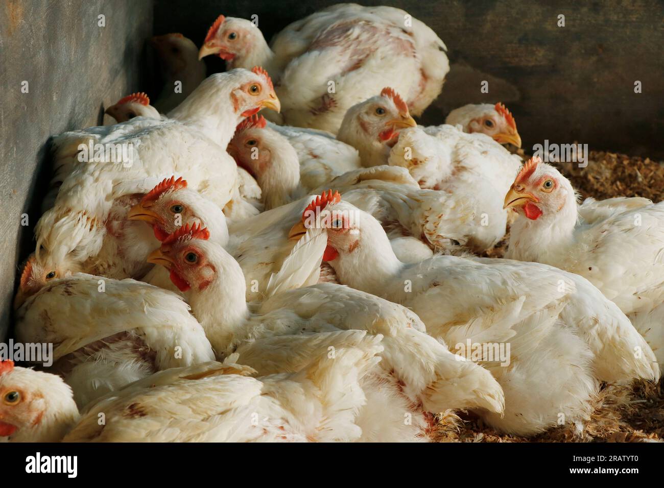 white broiler chicken in a cage for meat business Stock Photo - Alamy
