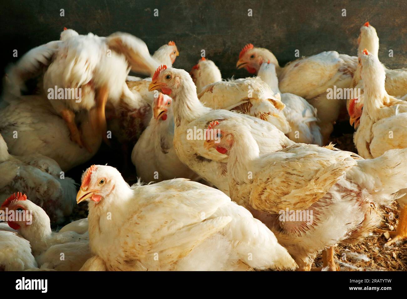 white broiler chicken in a cage for meat business Stock Photo - Alamy