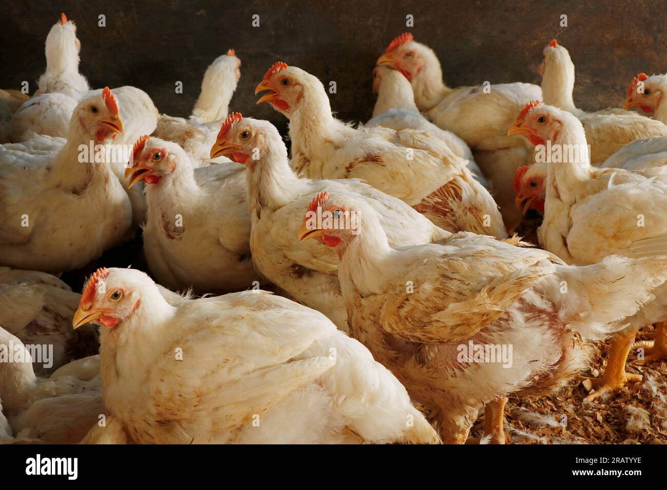 white broiler chicken in a cage for meat business Stock Photo - Alamy
