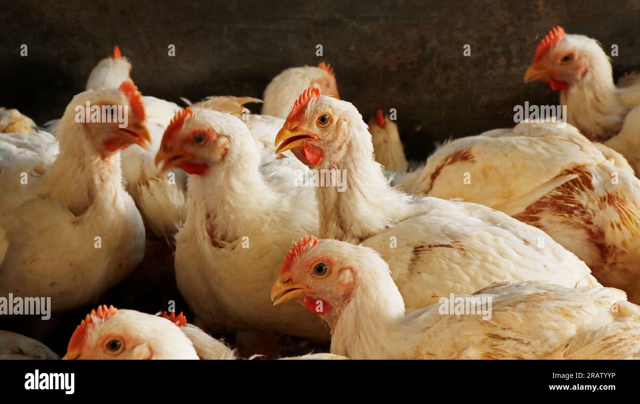 white broiler chicken in a cage for meat business Stock Photo - Alamy