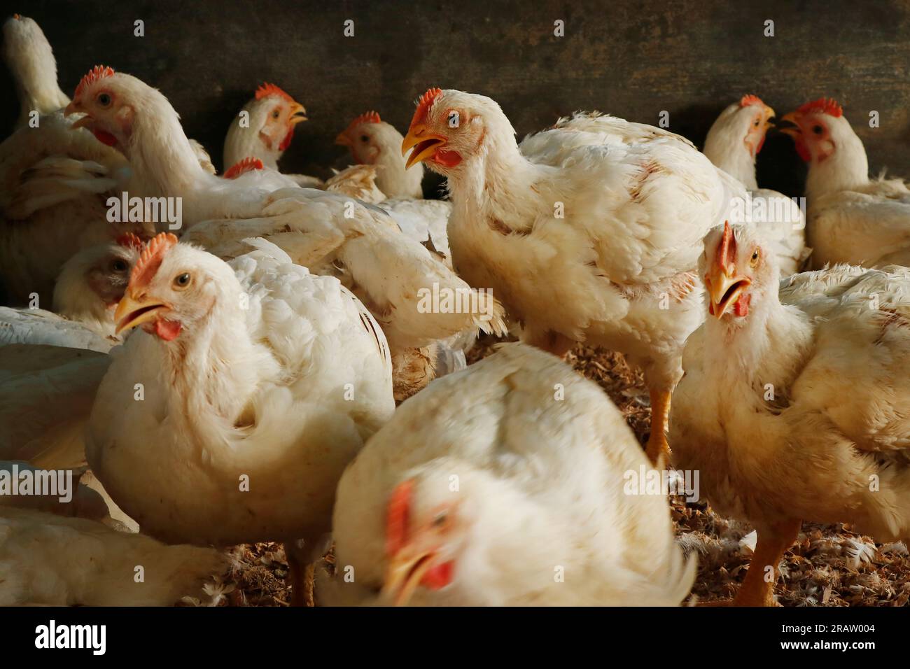 white broiler chicken in a cage for meat business Stock Photo - Alamy