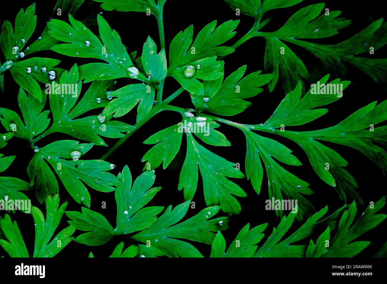 Dark green leaves fill the frame surrounded by black background Stock ...