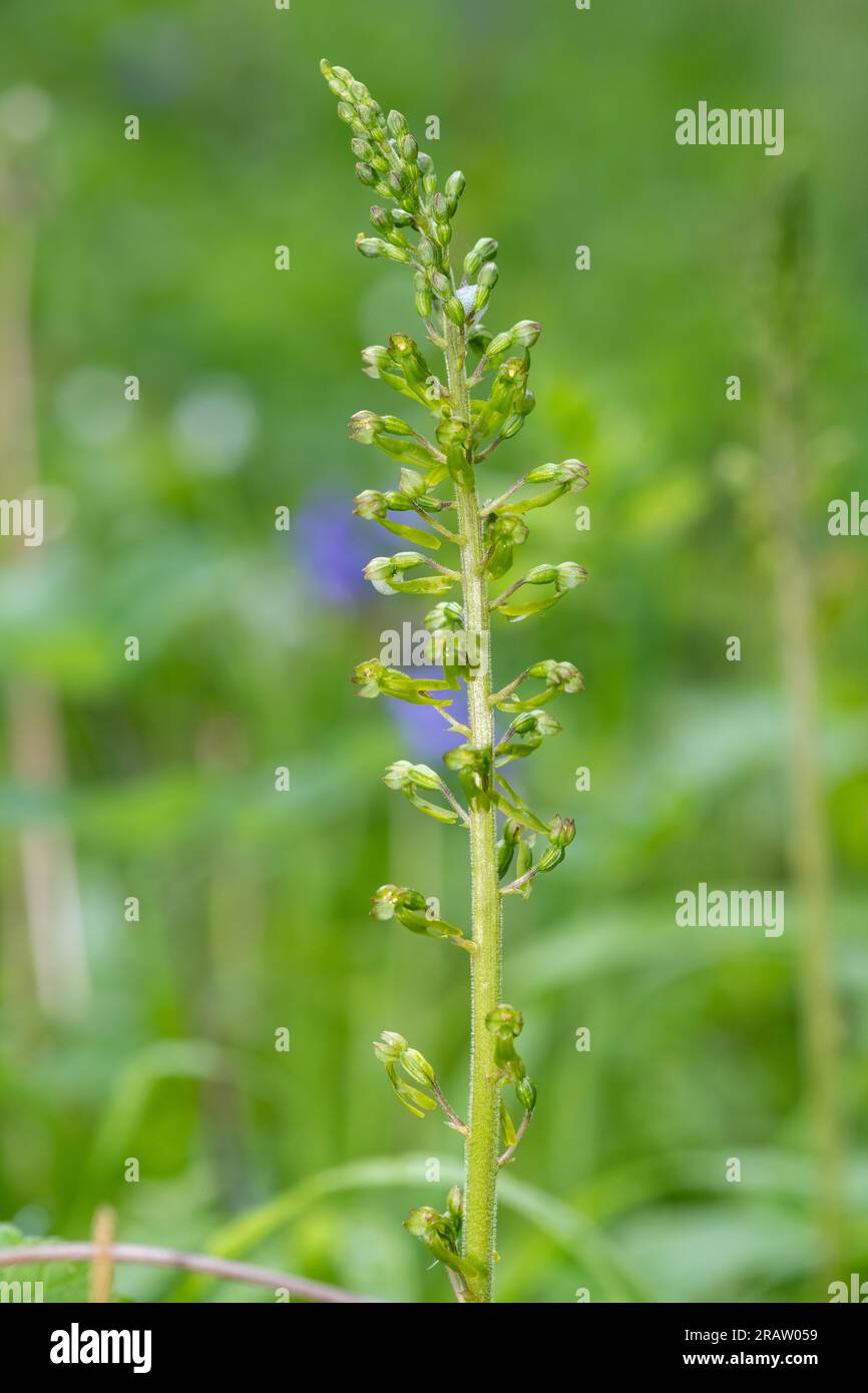 Close up of a common twayblade (neottia ovata) orchid Stock Photo - Alamy