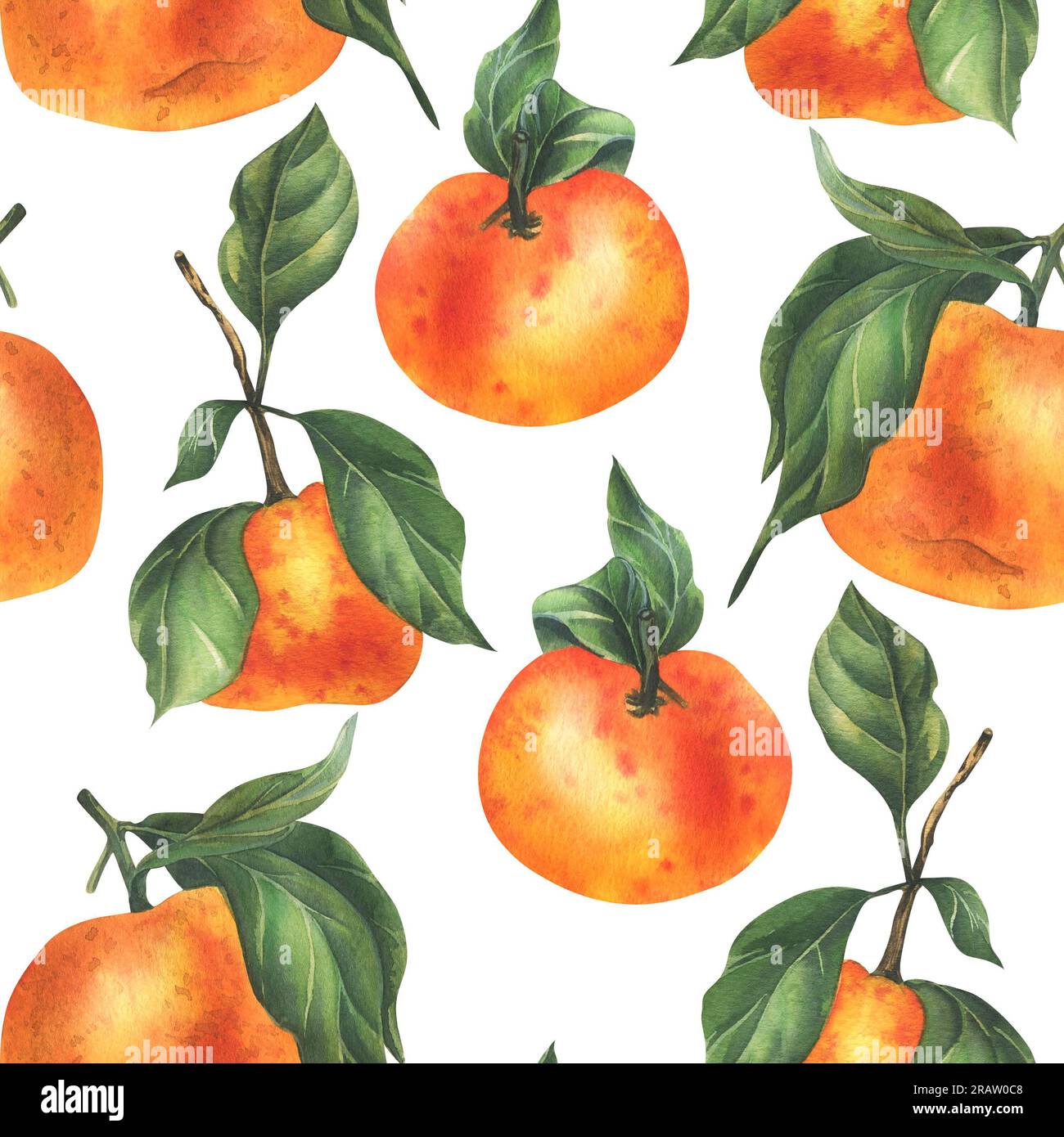 Orange tangerines with green branch and leaves, citrus tropical fruit. Watercolor illustration ...