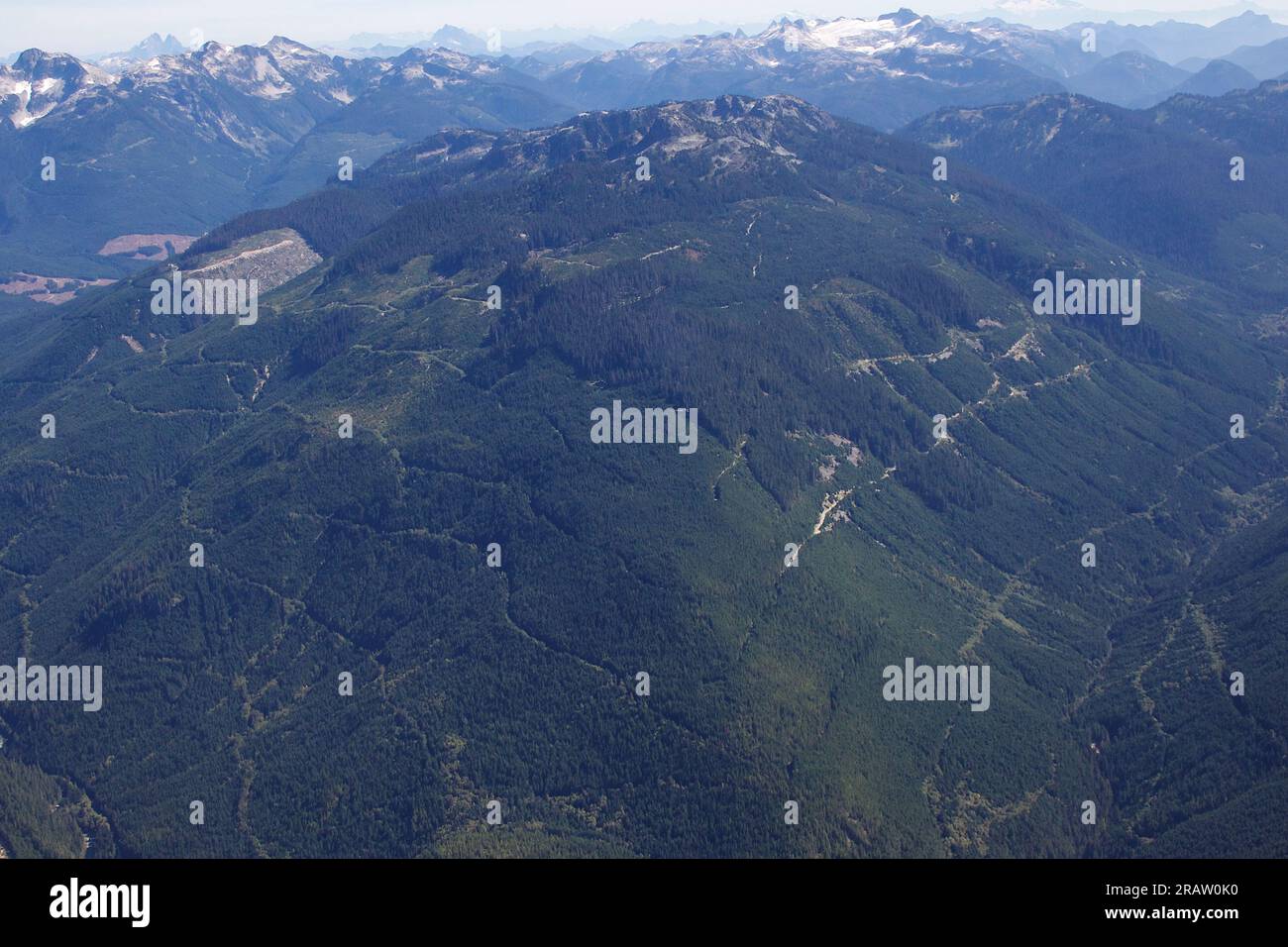 Evergreen trees road hi-res stock photography and images - Alamy