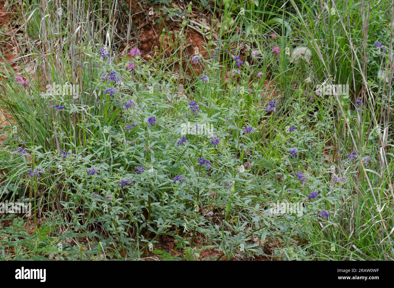 Psoralidium tenuiflorum hi-res stock photography and images - Alamy