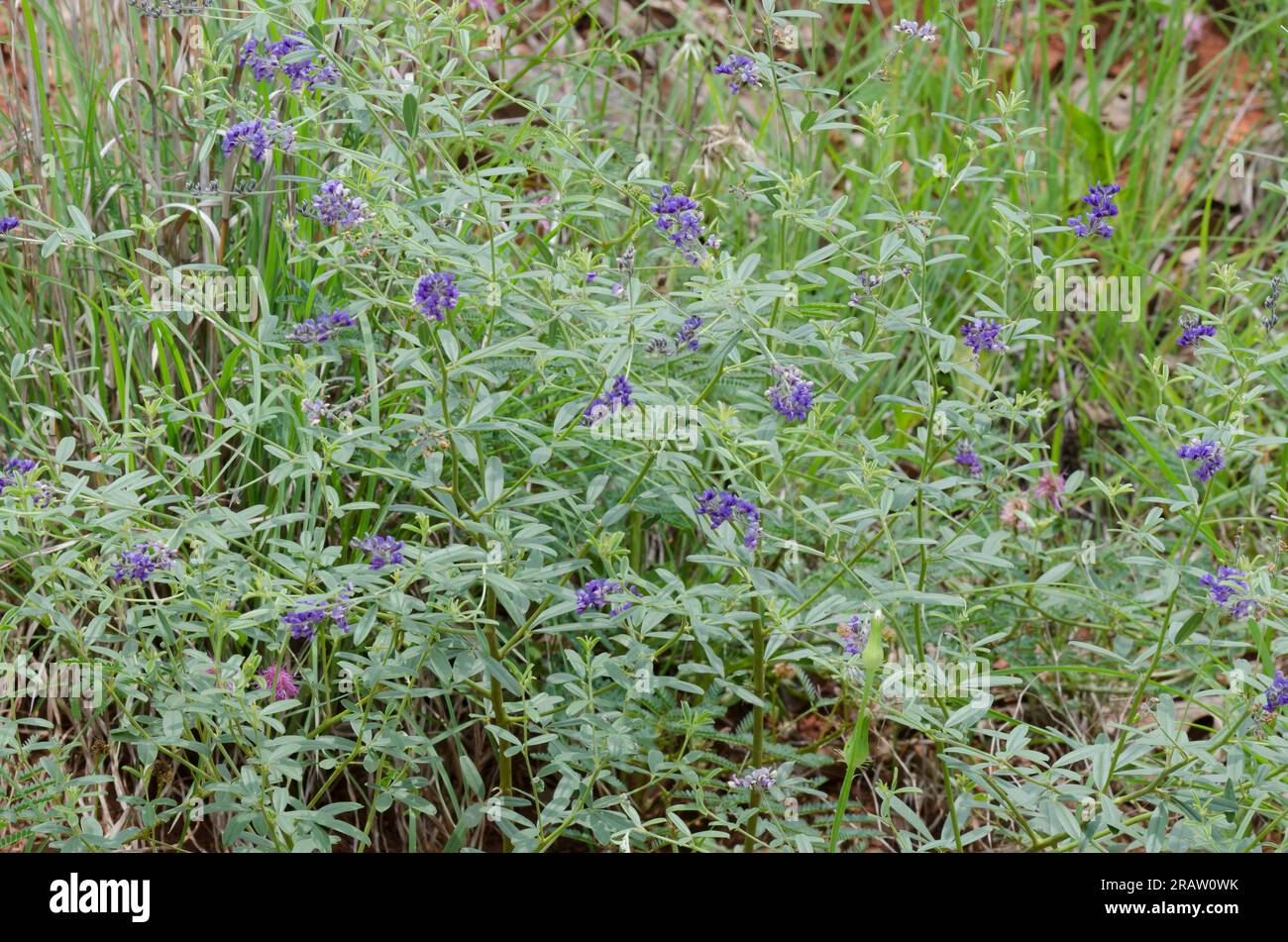 Psoralidium tenuiflorum hi-res stock photography and images - Alamy