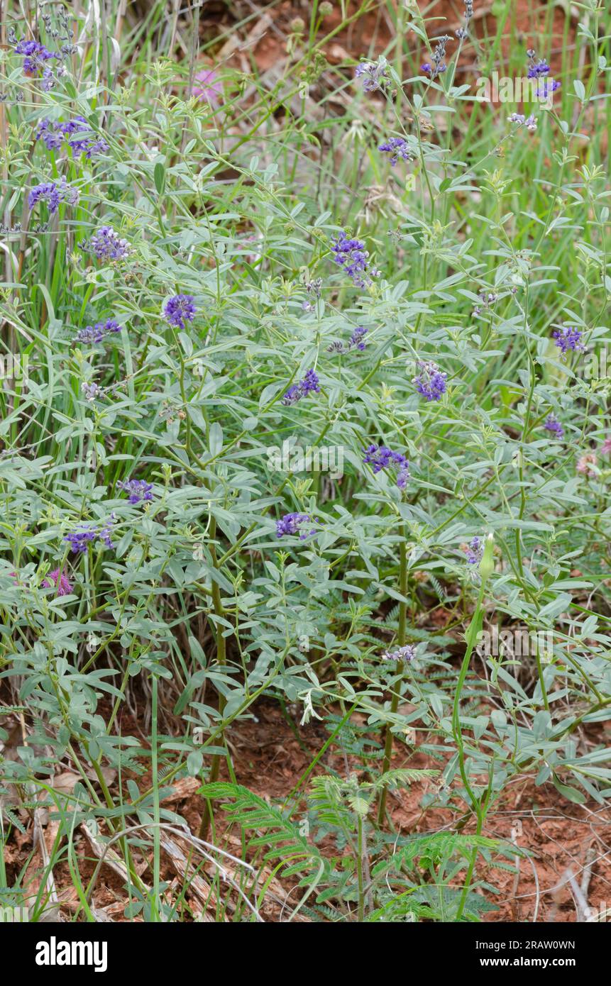 Psoralidium tenuiflorum hi-res stock photography and images - Alamy